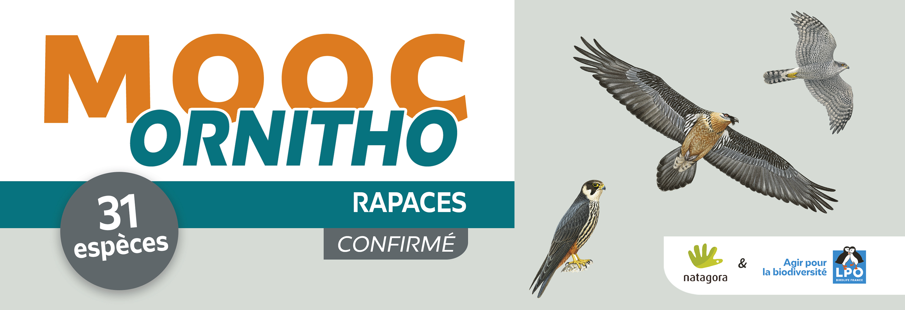Mooc Ornitho: Catégories de cours | Mooc Ornitho